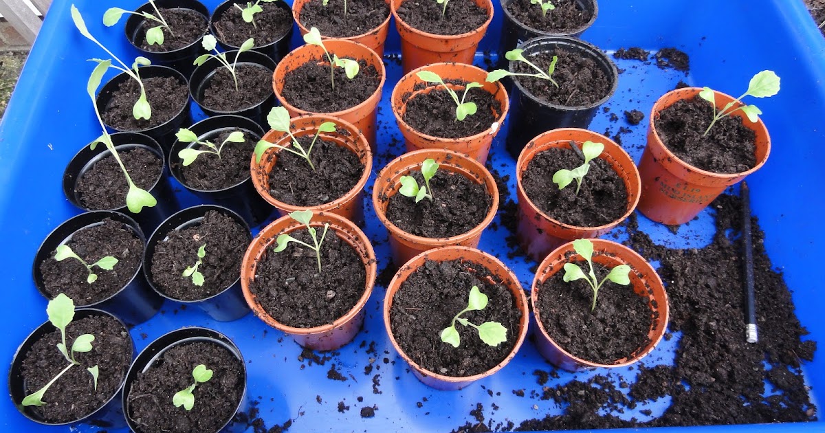 Raising Veg: Pricking out seedlings