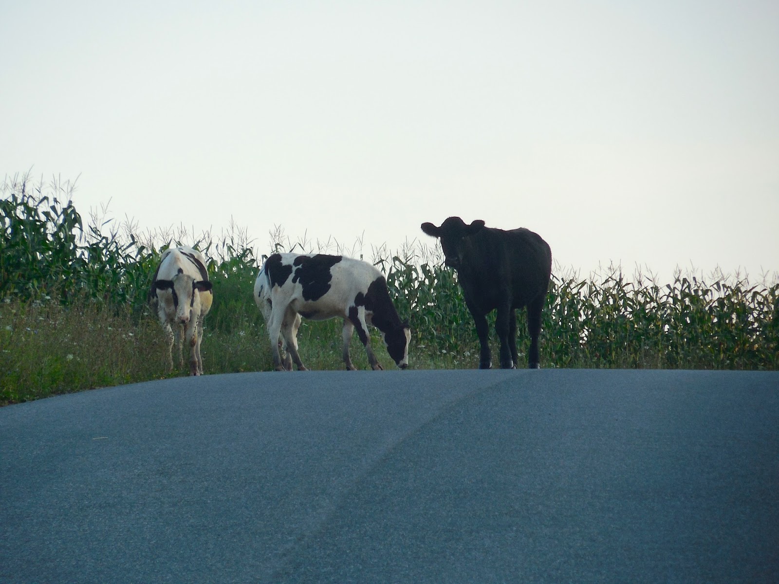 Life is Good : ): Escaped cows