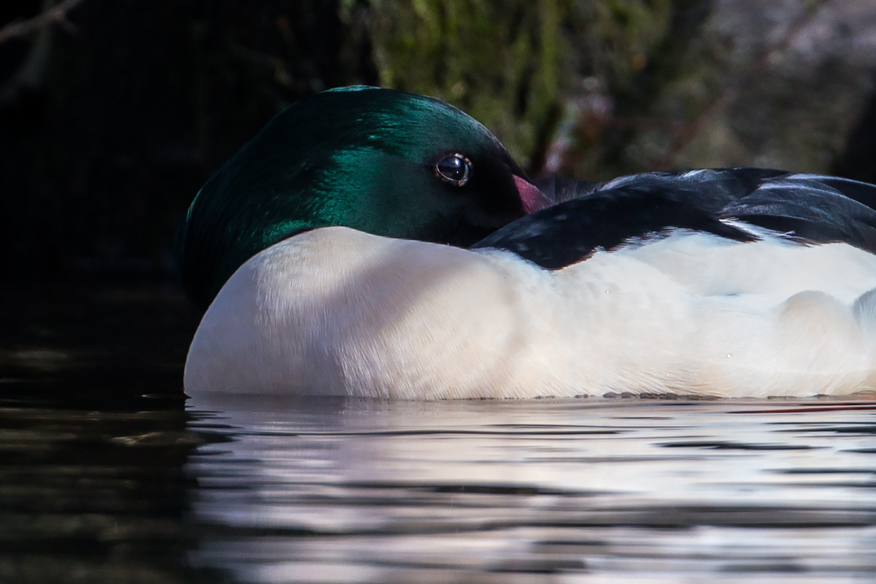 Darley Dale Wildlife: Goosander, male - Bakewell