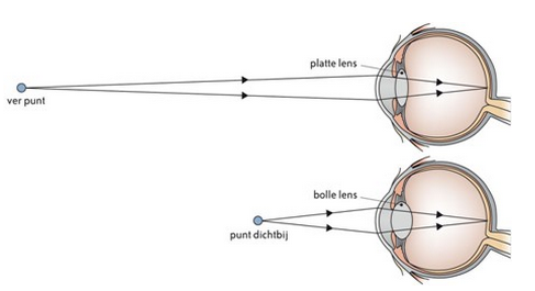 Klassite biologie derde jaar ASO wetenschappen thema 'het menselijk oog ...