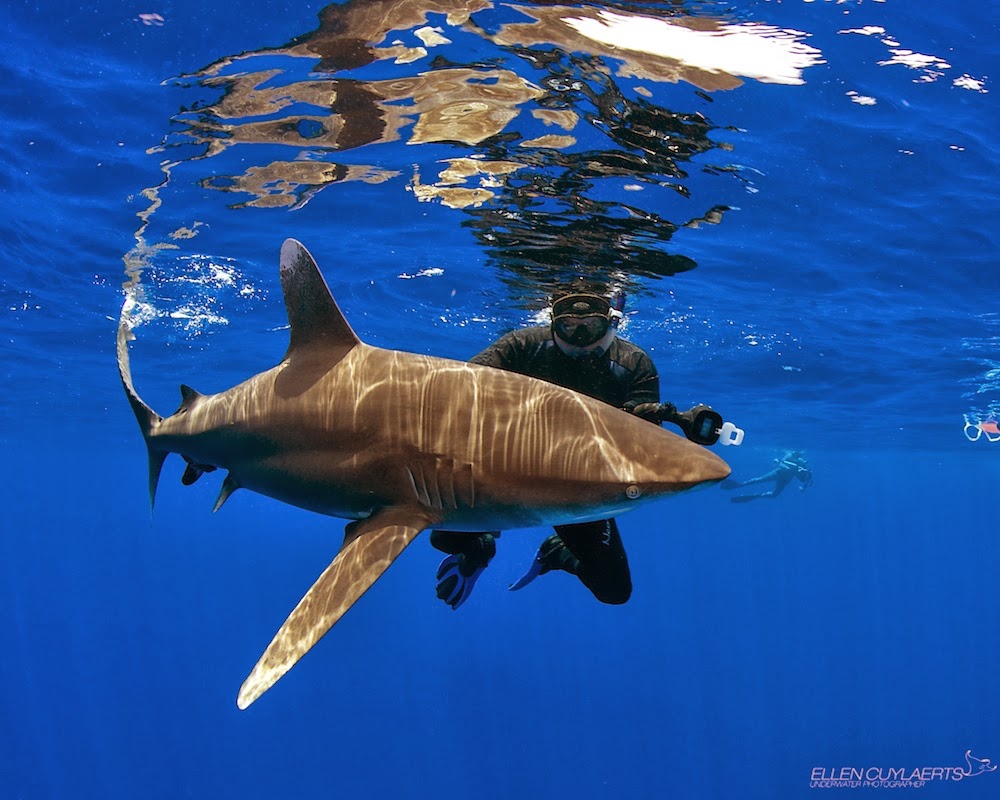 SHARK CONSERVATION by Dr.Gerald Goeden: The 'Shark Menace'; The Real ...