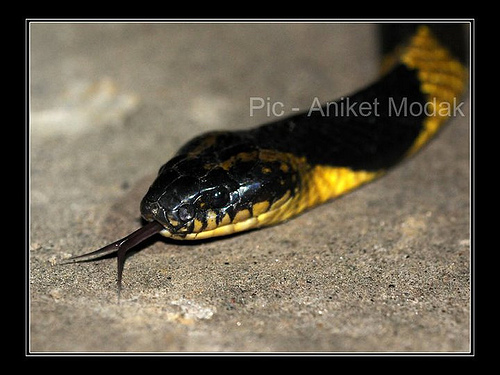 Hewan Reptil - Ular Welang | Susanto Wisata