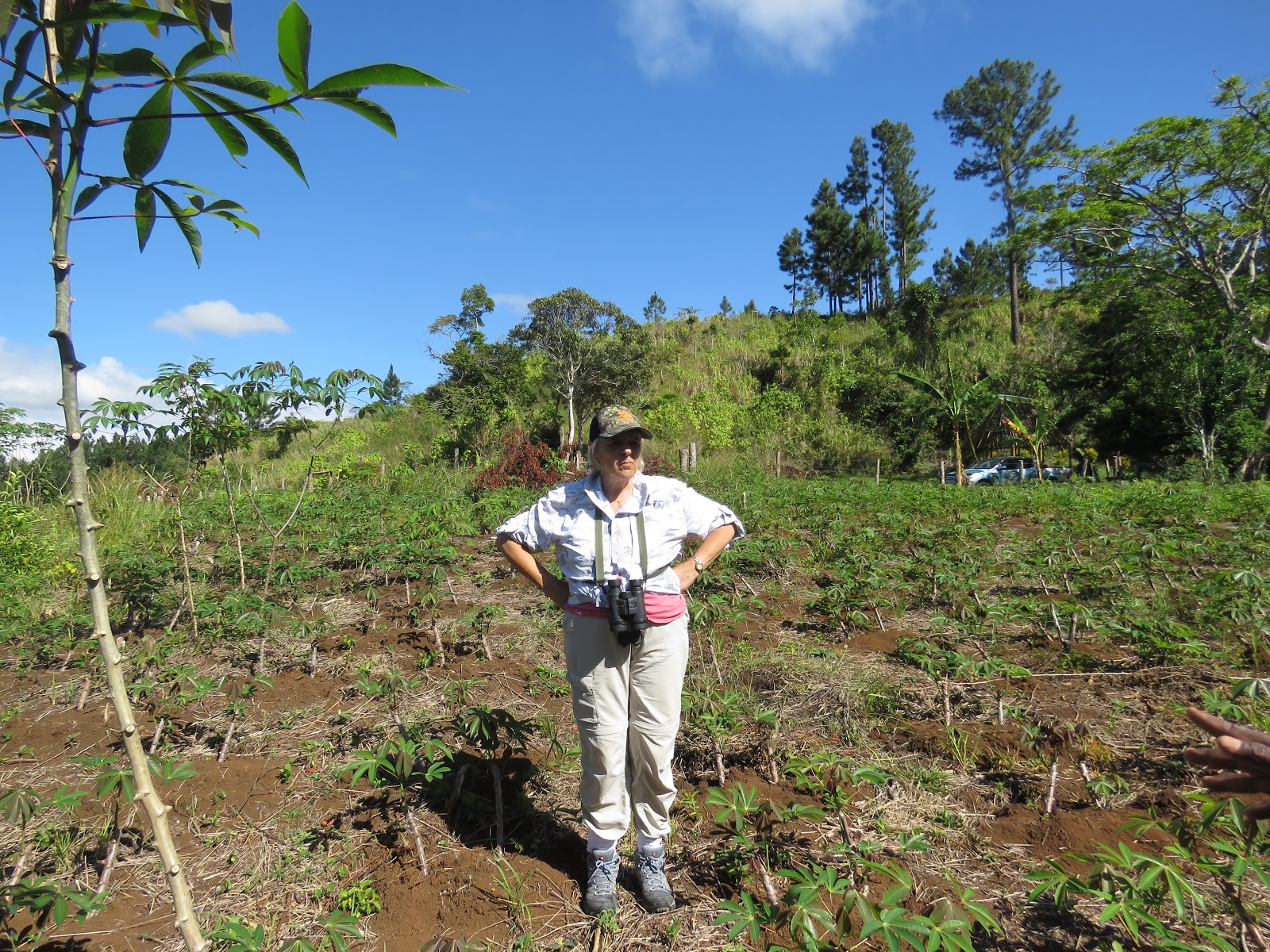 Bird & Travel Photos, Birding Sites, Bird Information: CASSAVA, VILLAGE ...