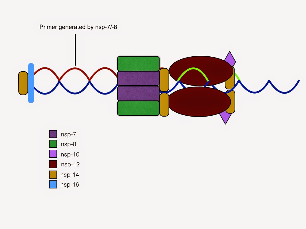 Virology tidbits: Coronavirus antivirals: RNA replication machinery as ...