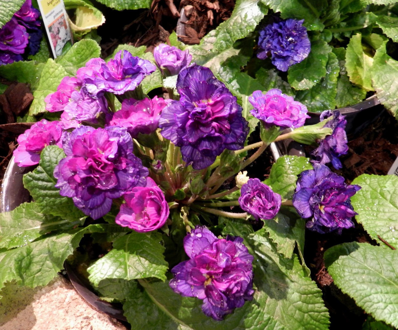 Prairie Rose's Garden: Finding Inspiration: The Chicago Flower Show ...