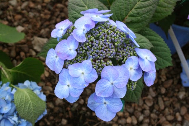 The Flower Bin: Growing hydrangea’s in Colorado