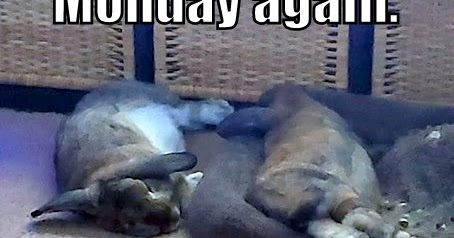 Rabbit Ramblings: Funny Bunny Monday Meme*day