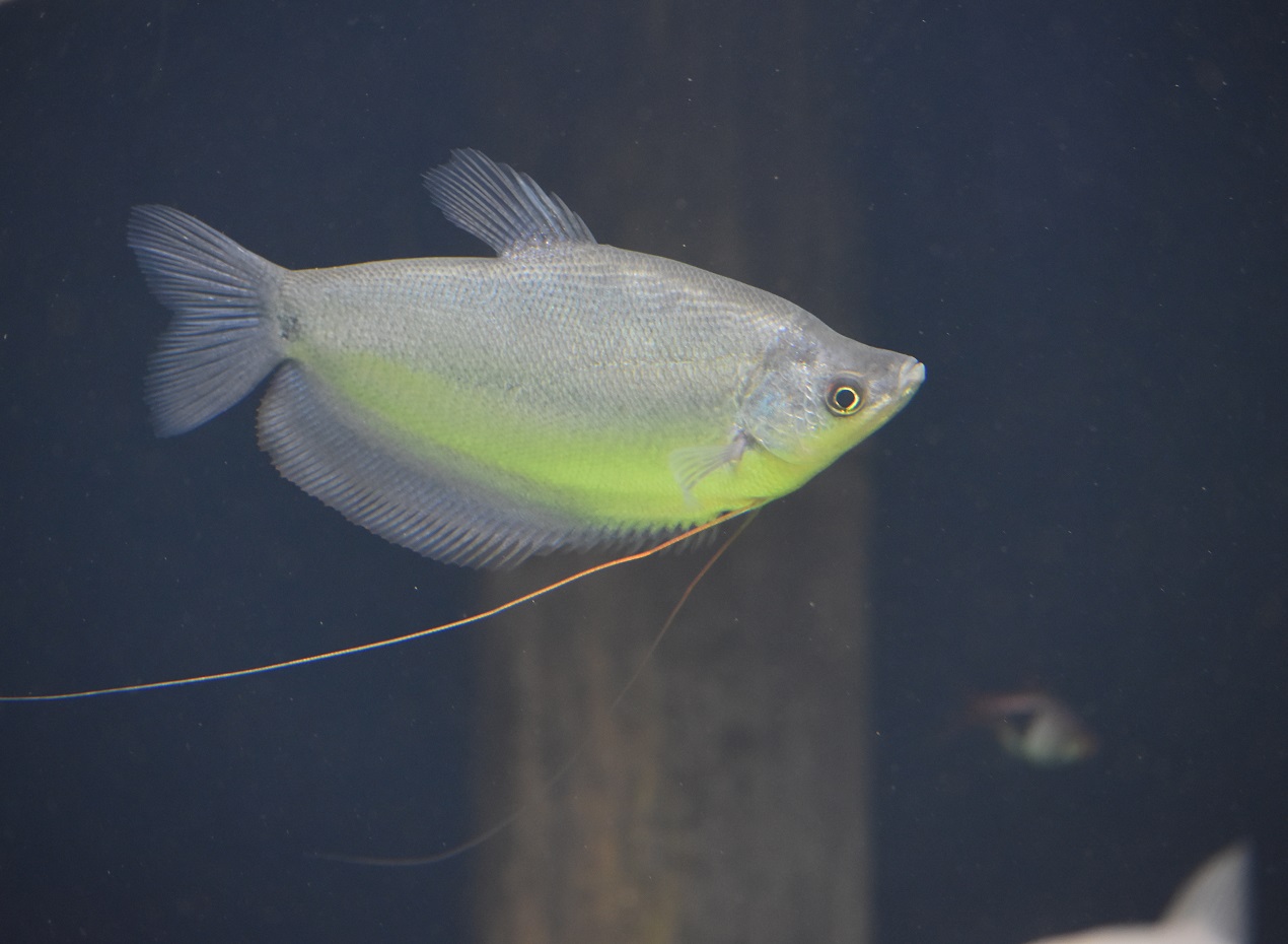 ZOOTOGRAFIANDO (6.100 ANIMALS): GOURAMI MEDIALUNA / MOONLIGHT GOURAMI ...