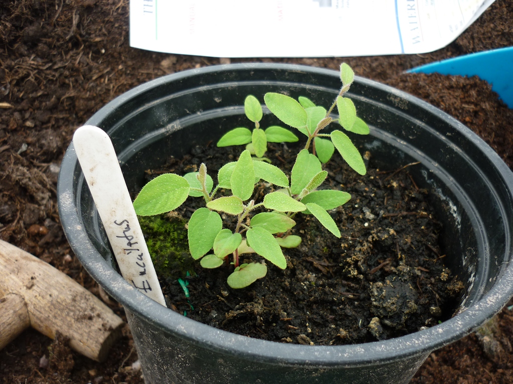 An English Homestead: Growing Trees From Seed