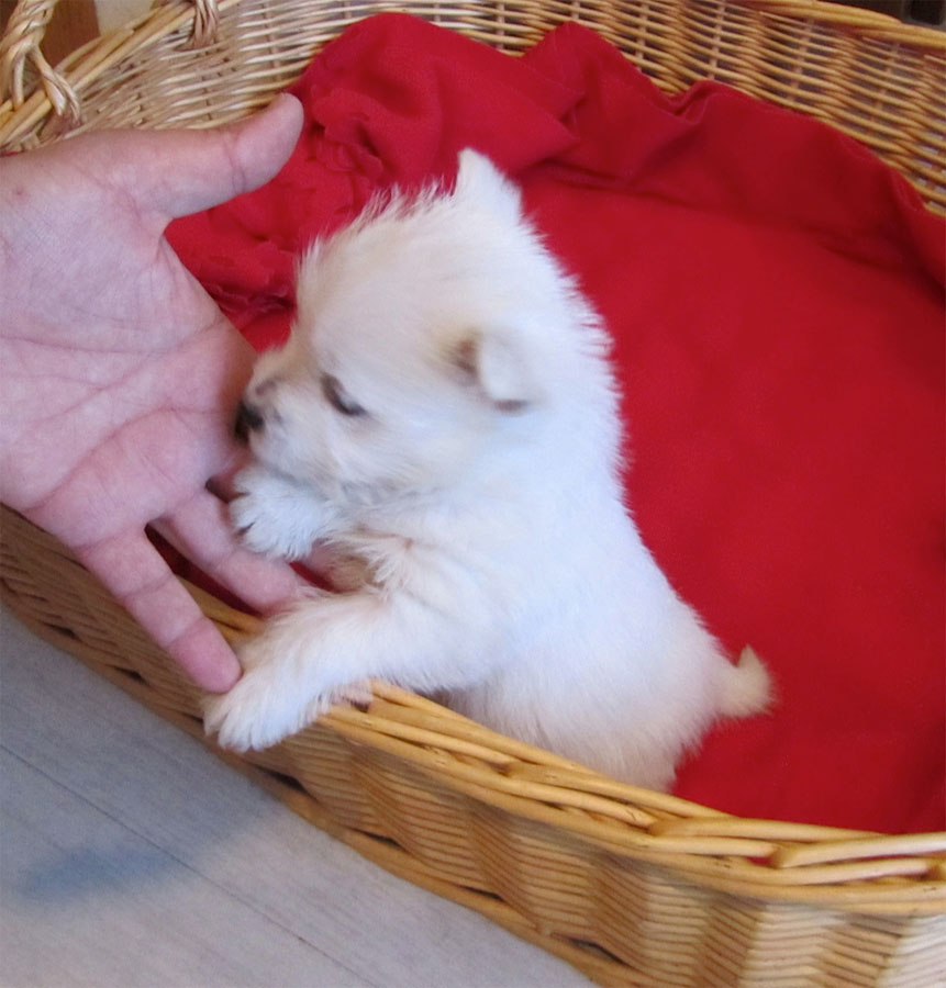 Feltia: El perro de Nati y Carlos: Wallace / Nati & Carlos' dog: Wallace