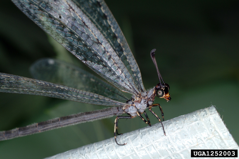NC Urban Pests: Insect of the Week - The Antlion