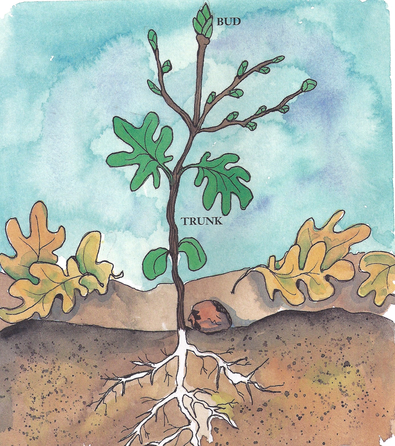 Our Tell-Tale-Blog: How a Seed Becomes a Tree!