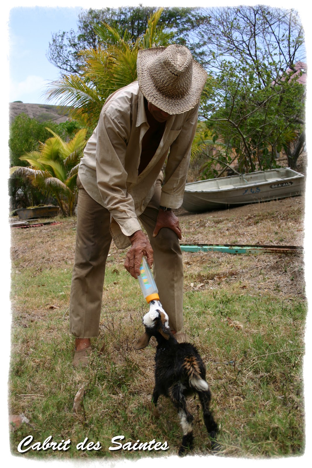 Tourment des Saintes: Faune des Saintes