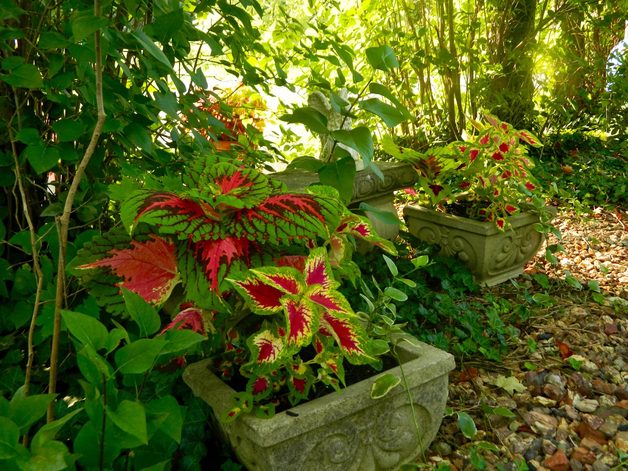 Pam's English Cottage Garden: Container Gardening