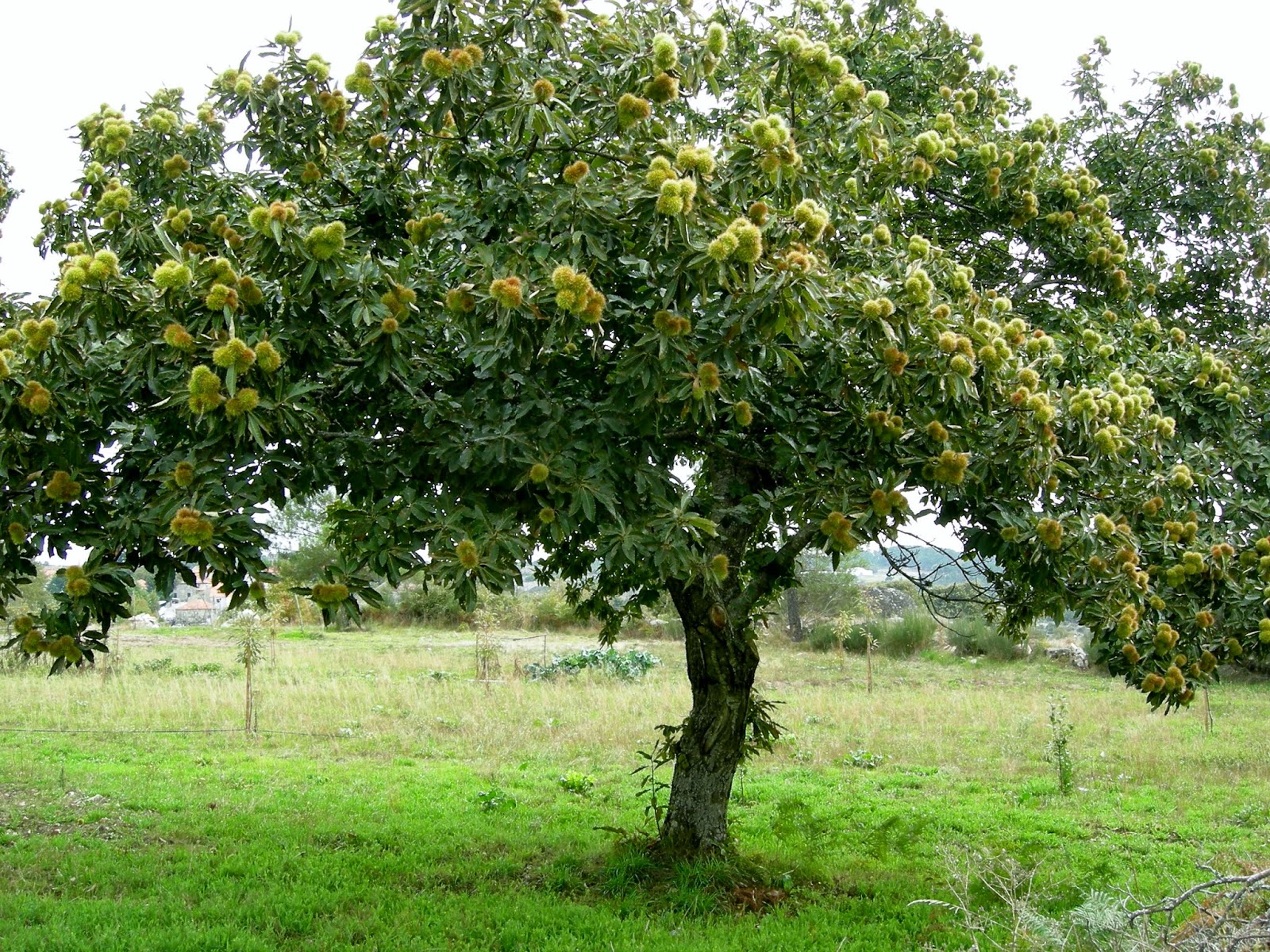 aGreste: Mostajeiro e Castanheiros