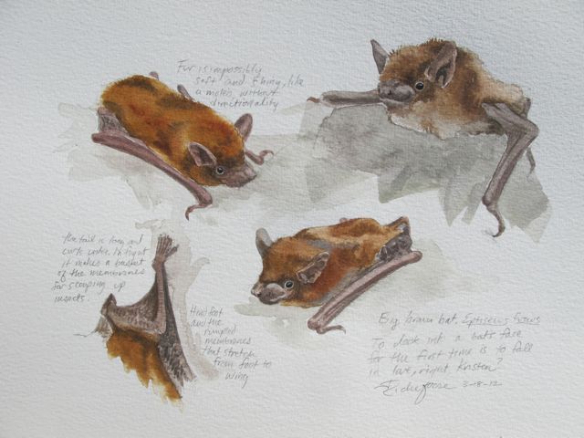 Julie Zickefoose on Blogspot: Let's Paint Bats!
