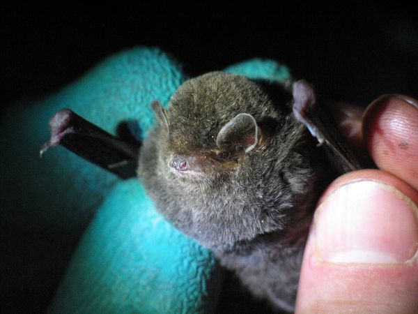 Best Jungle Life: Rare African Bats & African Bats Pics And Info