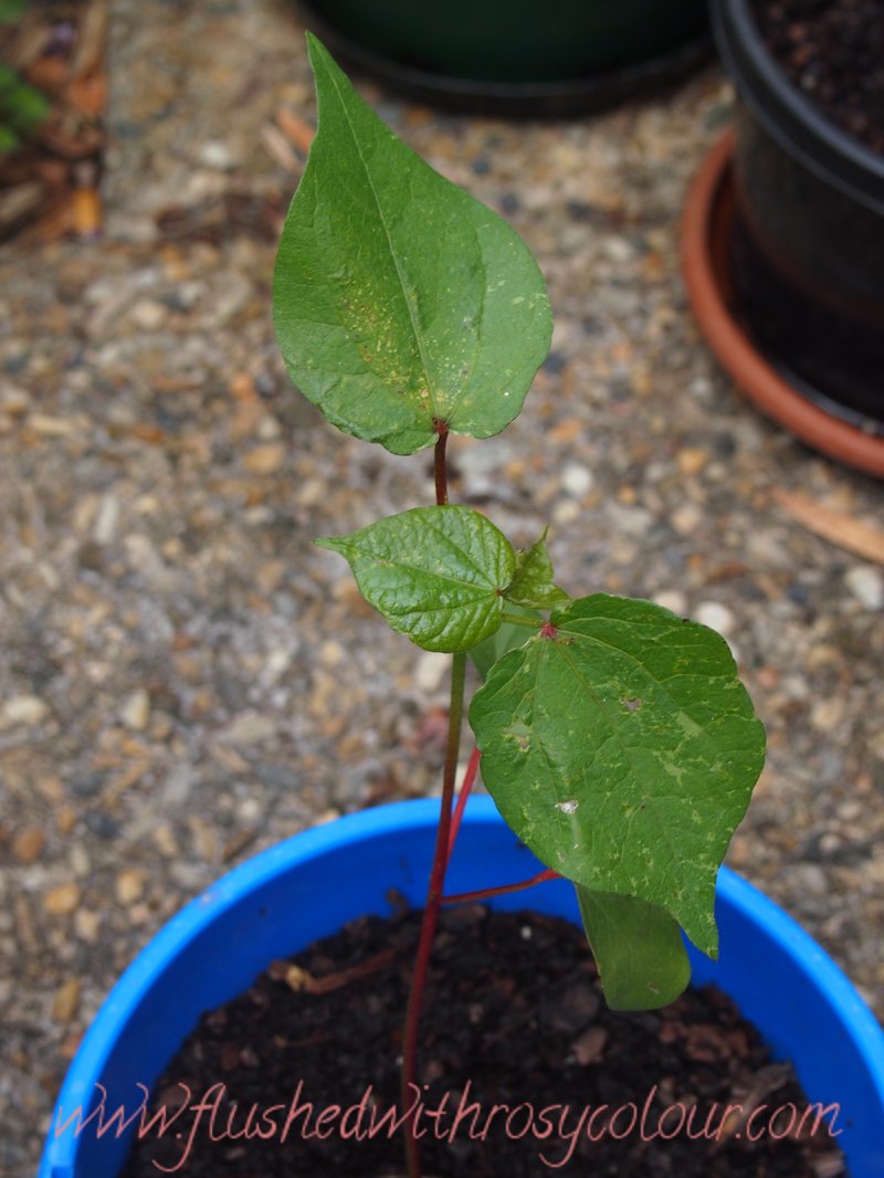 Flushed with Rosy Colour: 2 month old cotton sprout