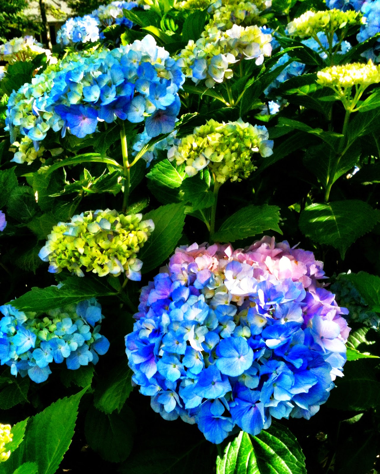 LaBelle's General Store: How to Grow Hydrangeas