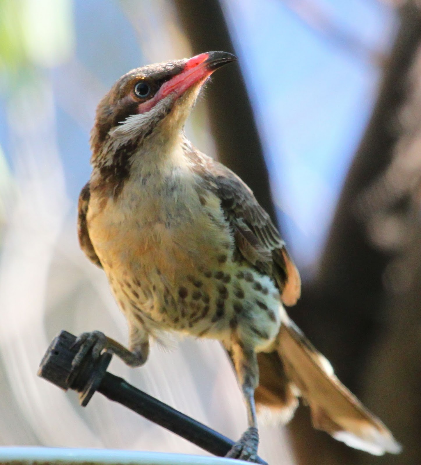 Richard Waring's Birds of Australia: Spiny-cheeked Honeyeater