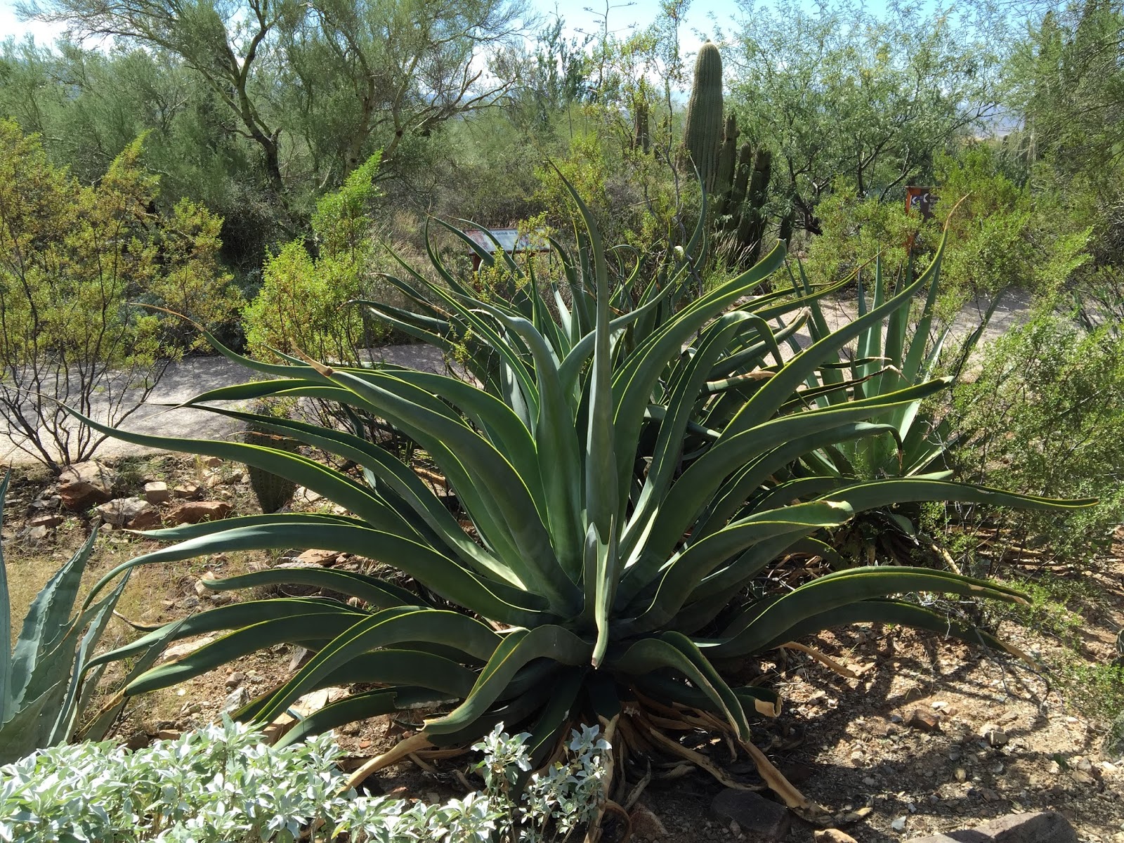 Living A Dream: Octopus agave (Agave vilmoriniana)