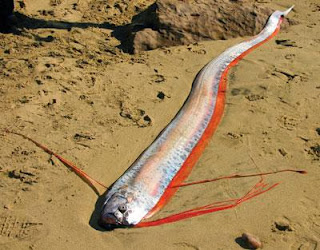 The Oarfish - Unique Pictures