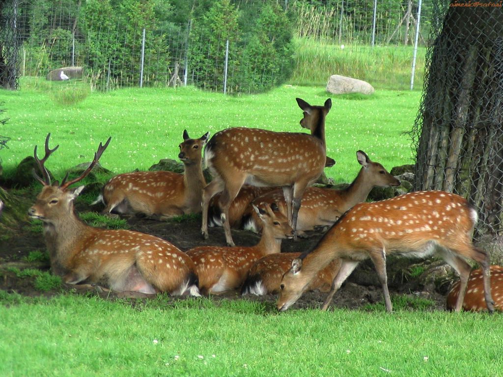 Deer | The Biggest Animals Kingdom