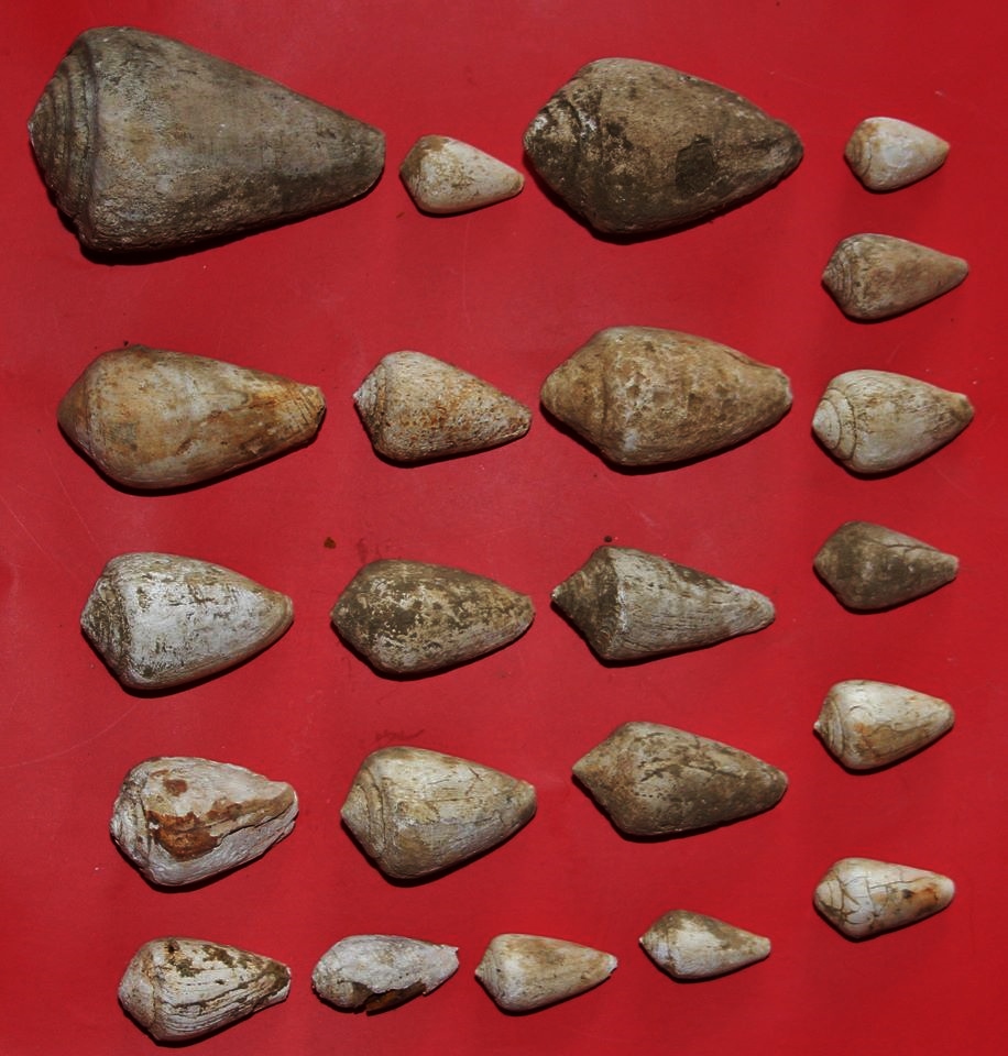 Biodiversity of Cyprus by NGO Protection of the Natural Heritage and ...