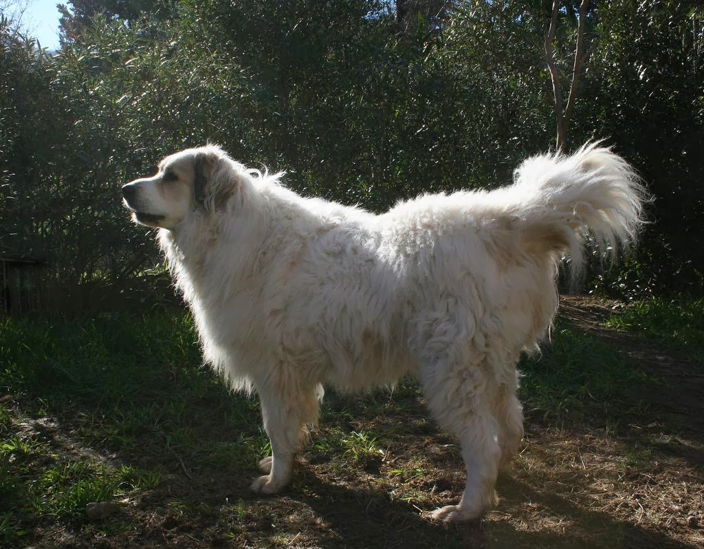 Ir(relevant) Profoundities: Aidi - Dog Breed Profile - The Types