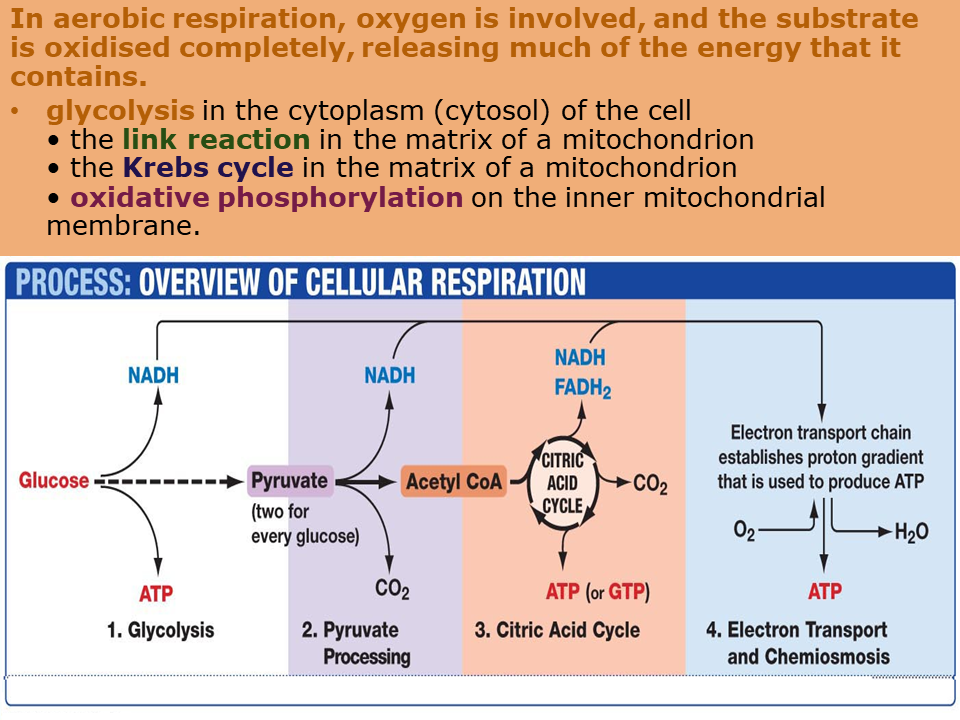 Grade 12: SEMESTER 1 Chapter 1 - ENERGY AND RESPIRATION
