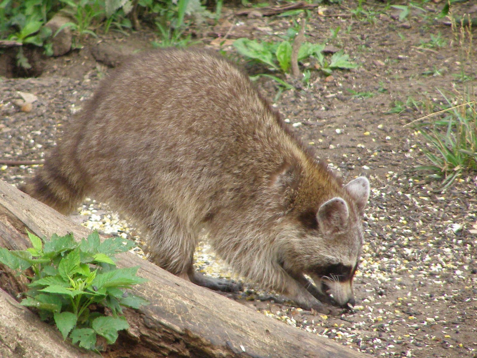 Blue Jay Barrens: Raccoon