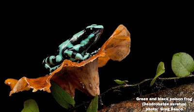 Frog Hopper Glen: Beauty & Poison: Costa Rican Frogs Captured by Greg Basco