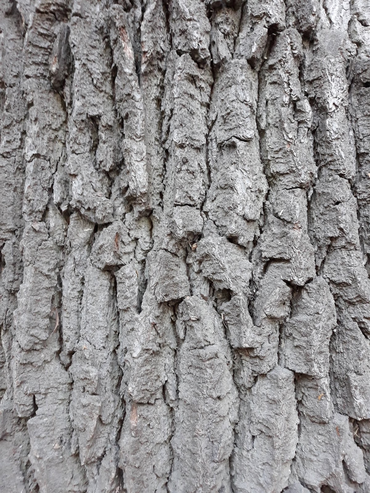 Кора дуба - кортекс кверкус - CORTEX QUERCUS.