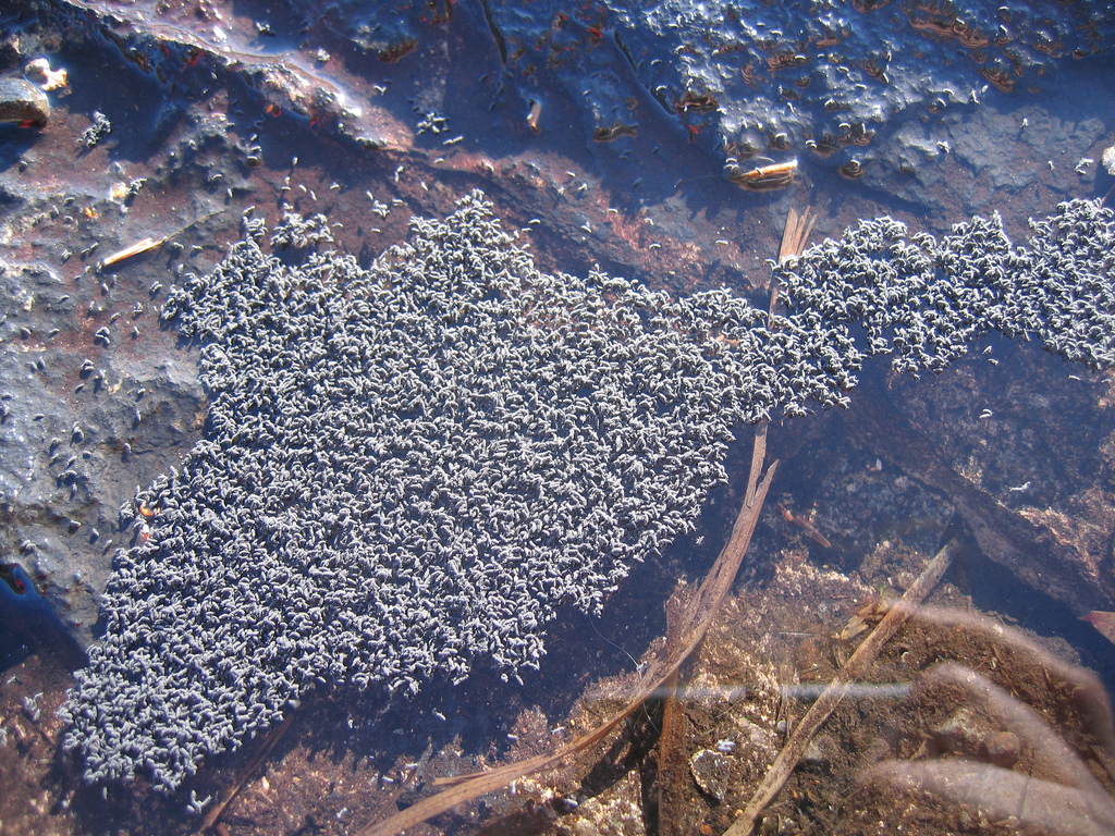 Species of UK: Week 14: Springtails (Collembola)