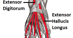 Running Without Injuries: Should I take time off of my training for an ...