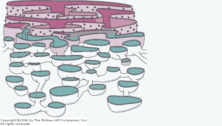 Rough Endoplasmic Reticulum Without Label