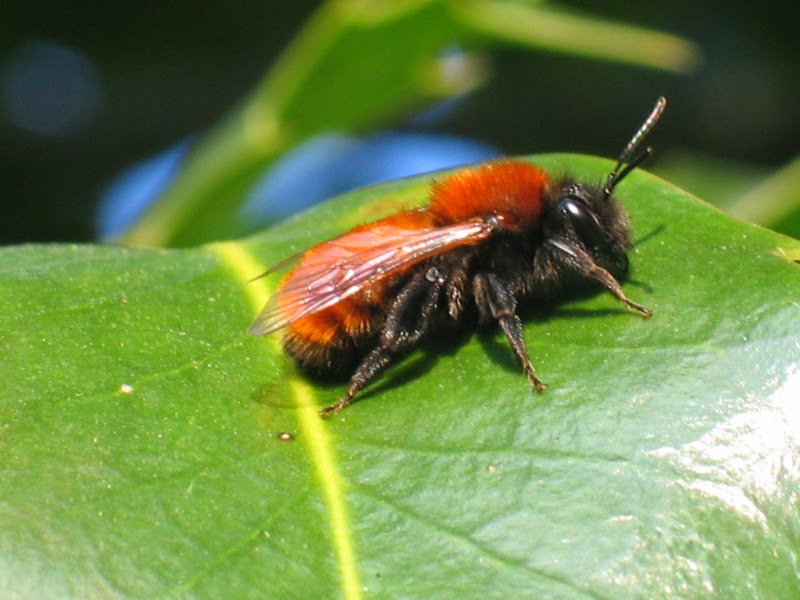 Species of UK: Week 54: Miner Bees (‘Andrena’)