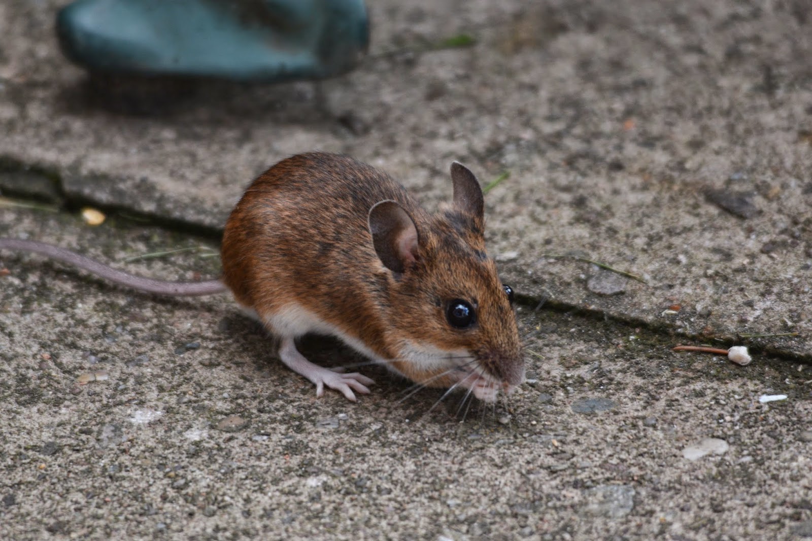 rambles with a camera: Capturing my garden Wood Mouse