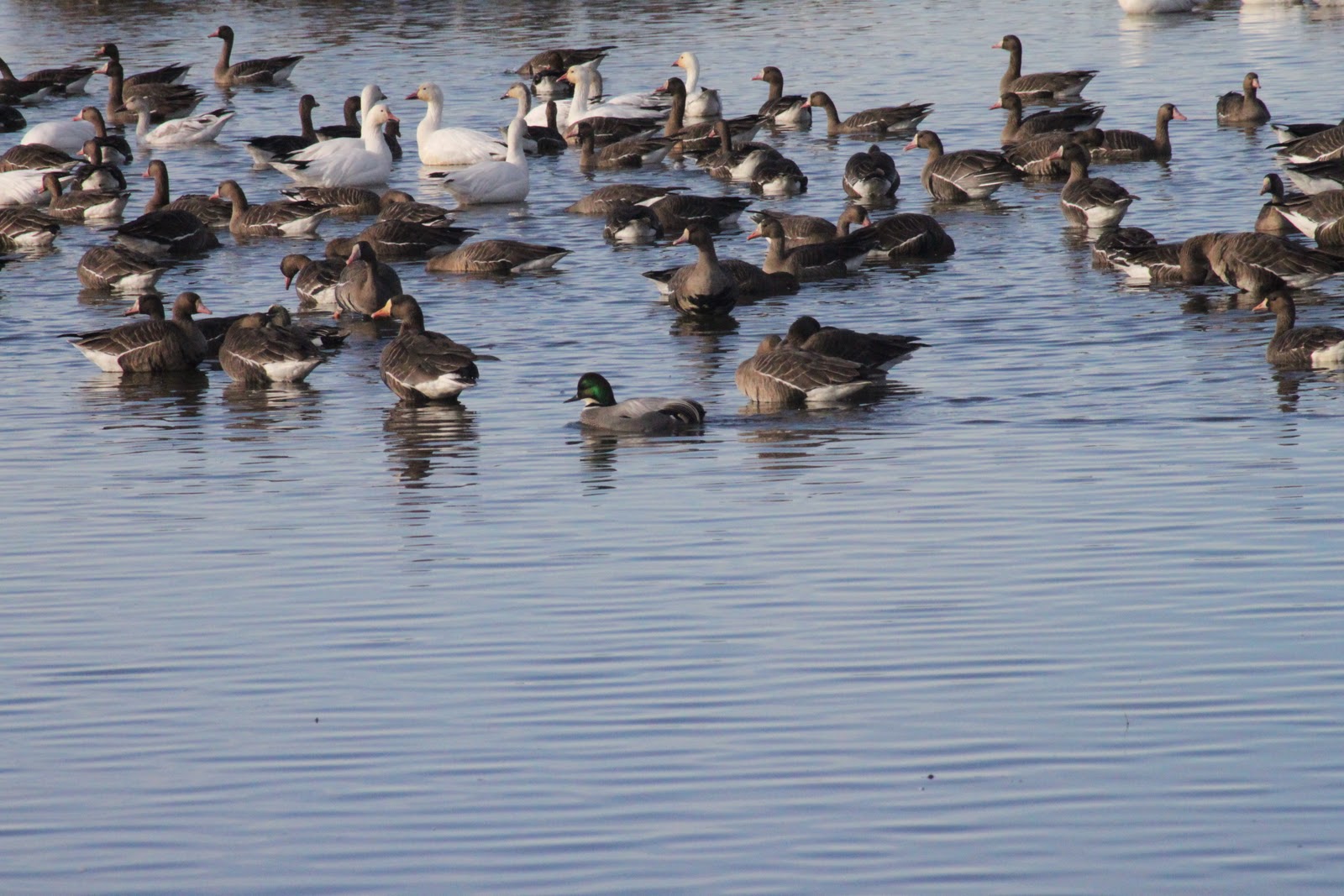 The Pro-nuclear Birder: THE F DUCK WISHES YOU A HAPPY NEW YEAR