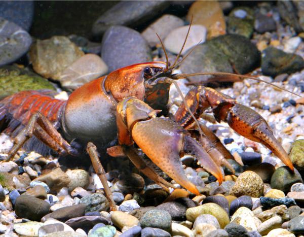 Springfield Plateau: Crayfish High and Dry