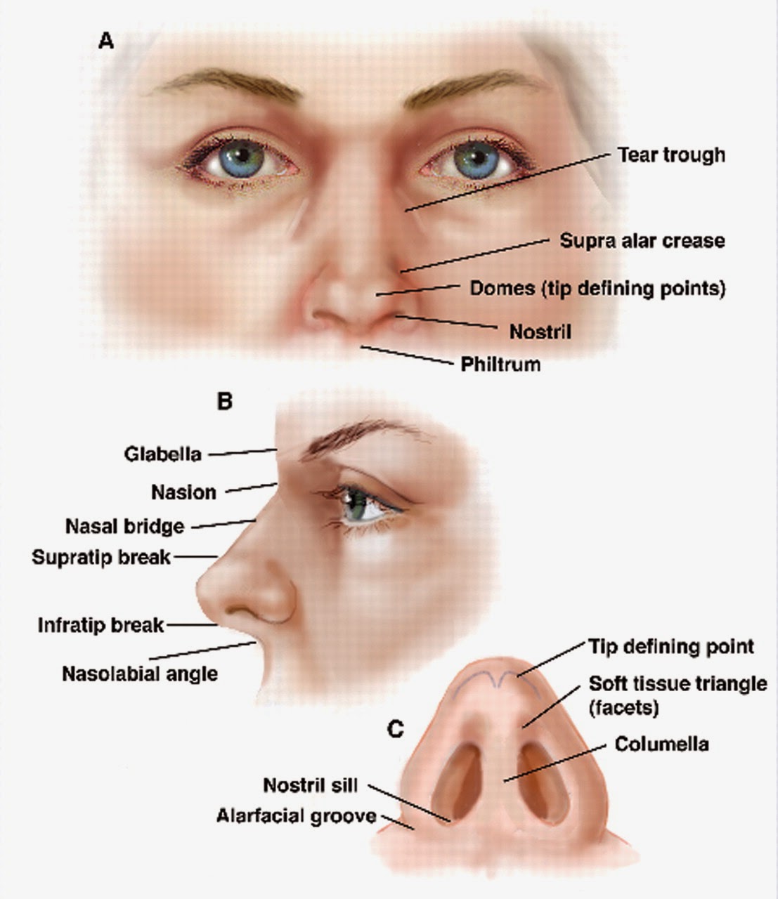 Various Parts Of Nose