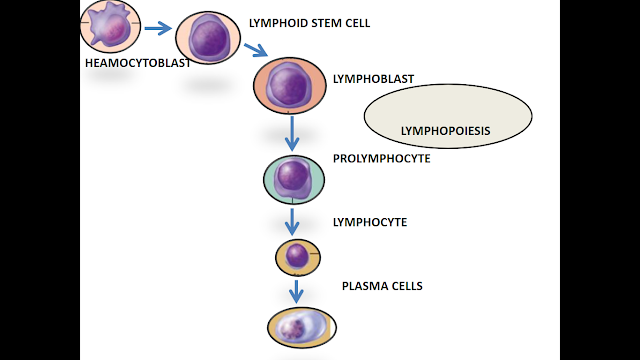 Mrdc Notes: PHYSIOLOGY BLOOD UNIT 6