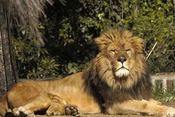 THE VIEW FROM FEZ: Atlas Lions on the Come-back Trail?