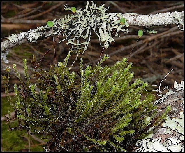 Texada Trekkers: April 2017