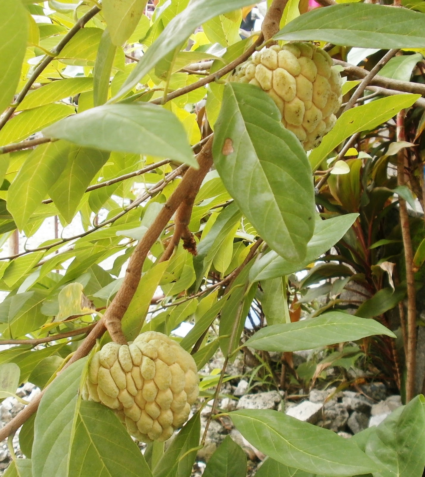 1000+ images about Dream farm fruit trees and plants on Pinterest | The ...