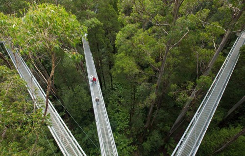 Worlds Tourism place: Tree Top Walk is a suspension bridge into the ...