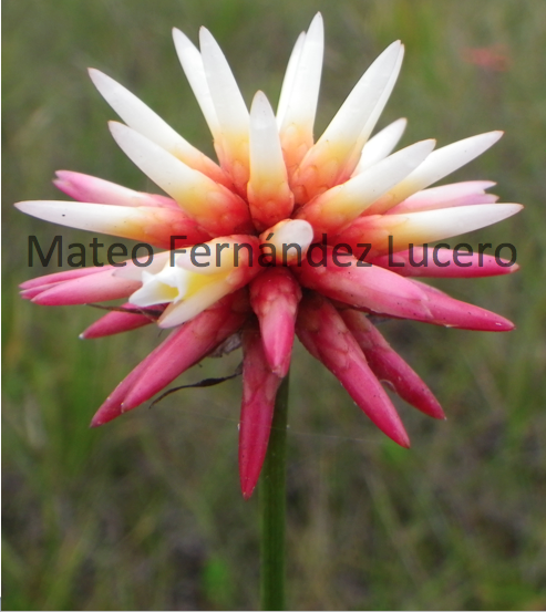 FLOR DE INIRIDA: LA FLOR ETERNA DEL GUAINÍA