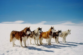 eight below wallpaper - Disney Computer Wallpaper