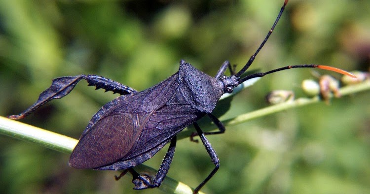 Springfield Plateau: Leaf-foot Bug Birth