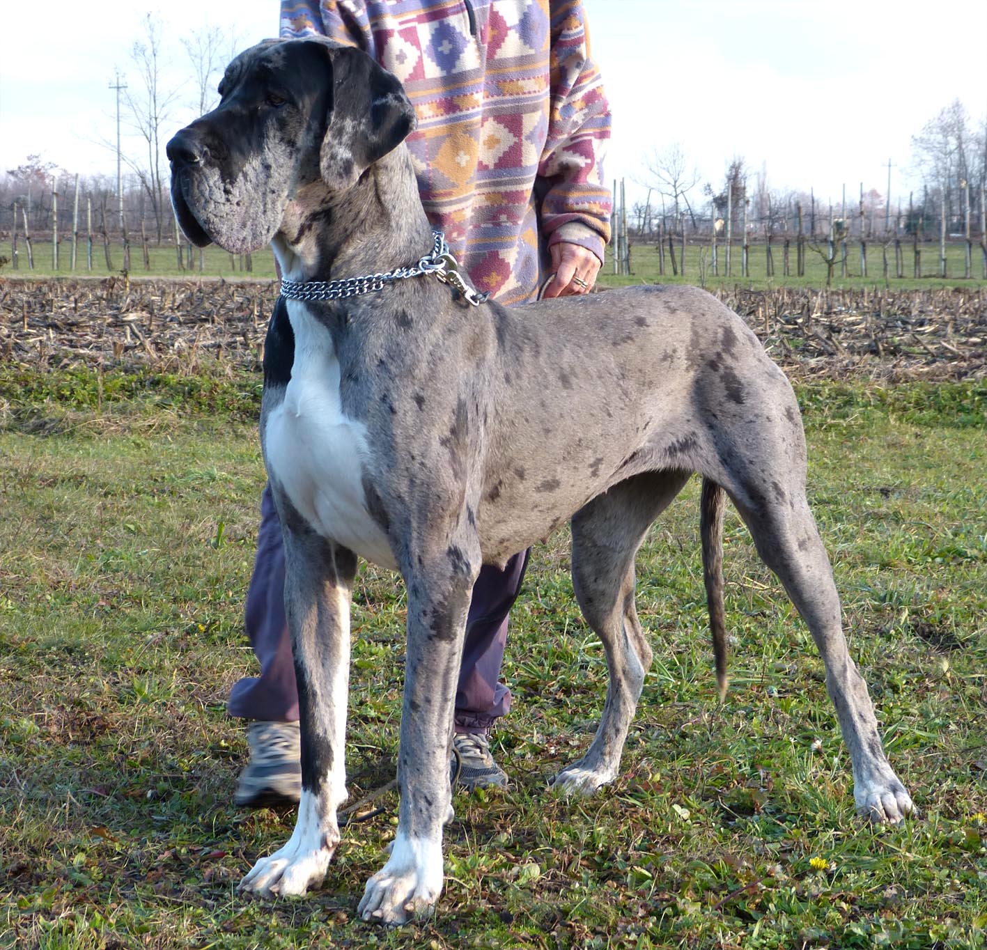 MorsoRosso: STORIA & STANDARD ALANO